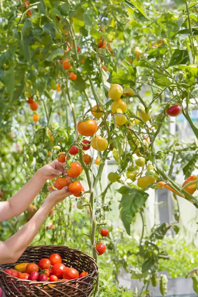 The Best Time to Pick Your Tomatoes And No, It's Not When They're Red ...