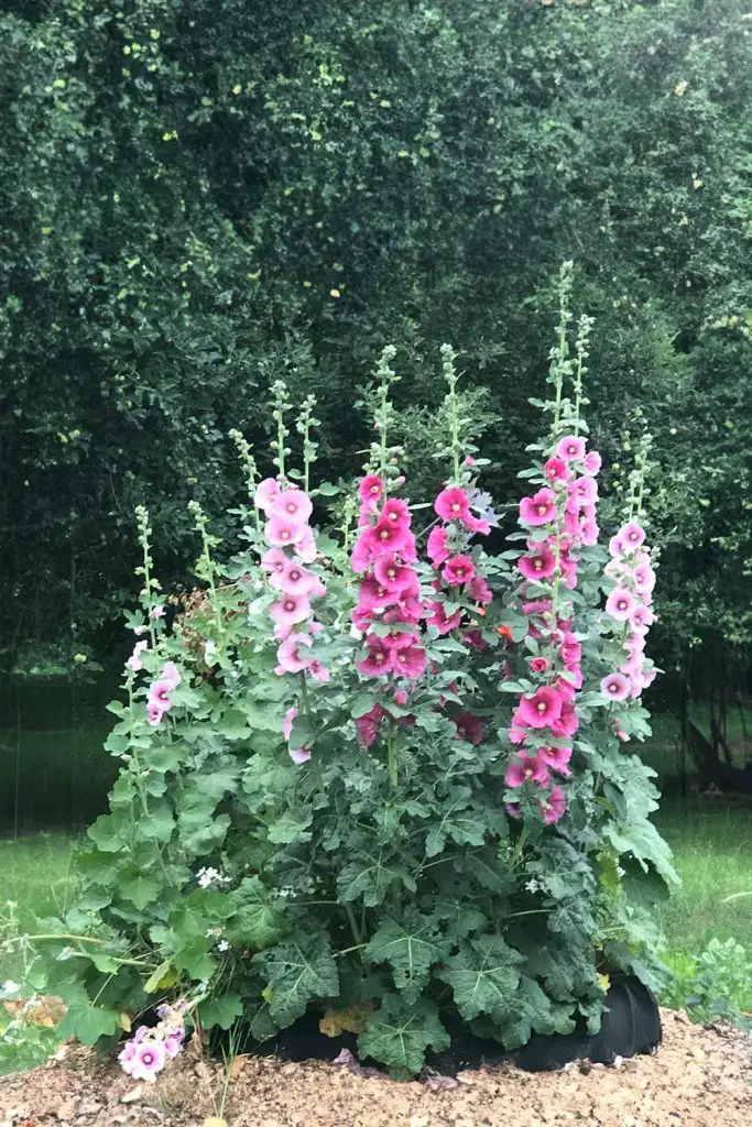 The Top Secrets To A Huge Hollyhock Bloom! - Mental Scoop