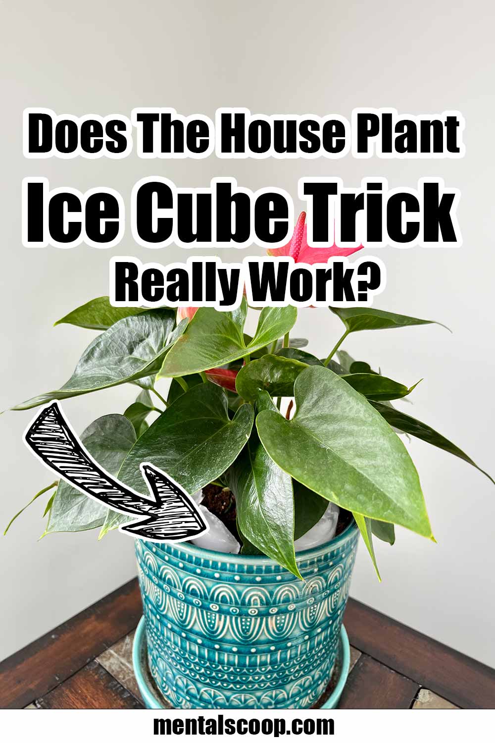 Does The House Plant Ice Cube Trick Really Work? - Mental Scoop