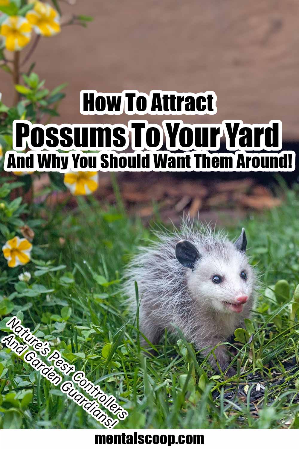 How To Attract Possums To Your Yard And Why You Should Want Them Around ...