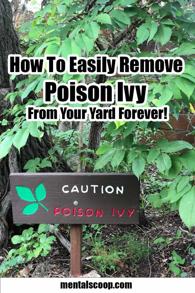 How To Easily Remove Poison Ivy From Your Yard Forever! - Mental Scoop