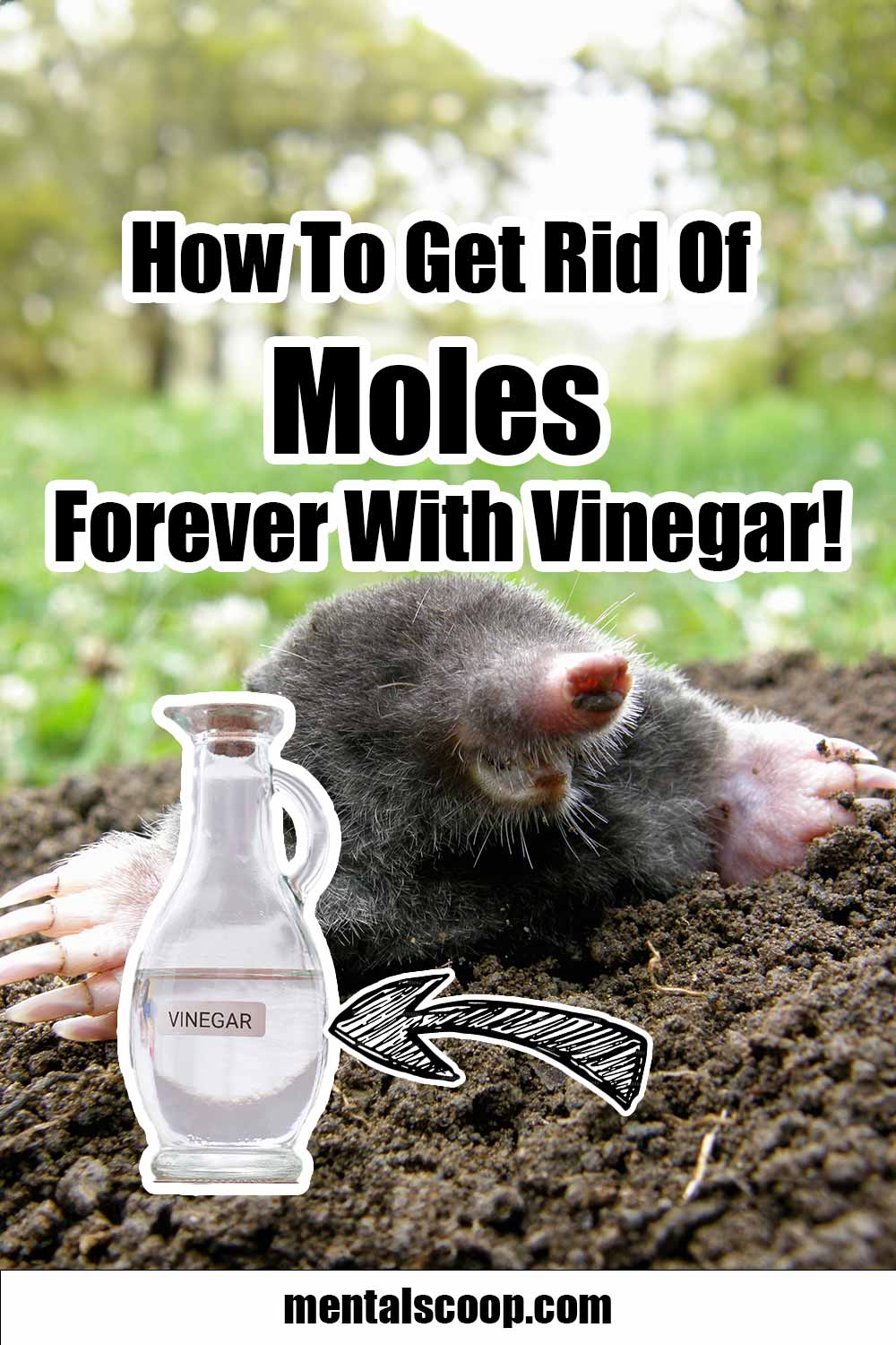 How To Get Rid Of Moles Forever With Vinegar Mental Scoop