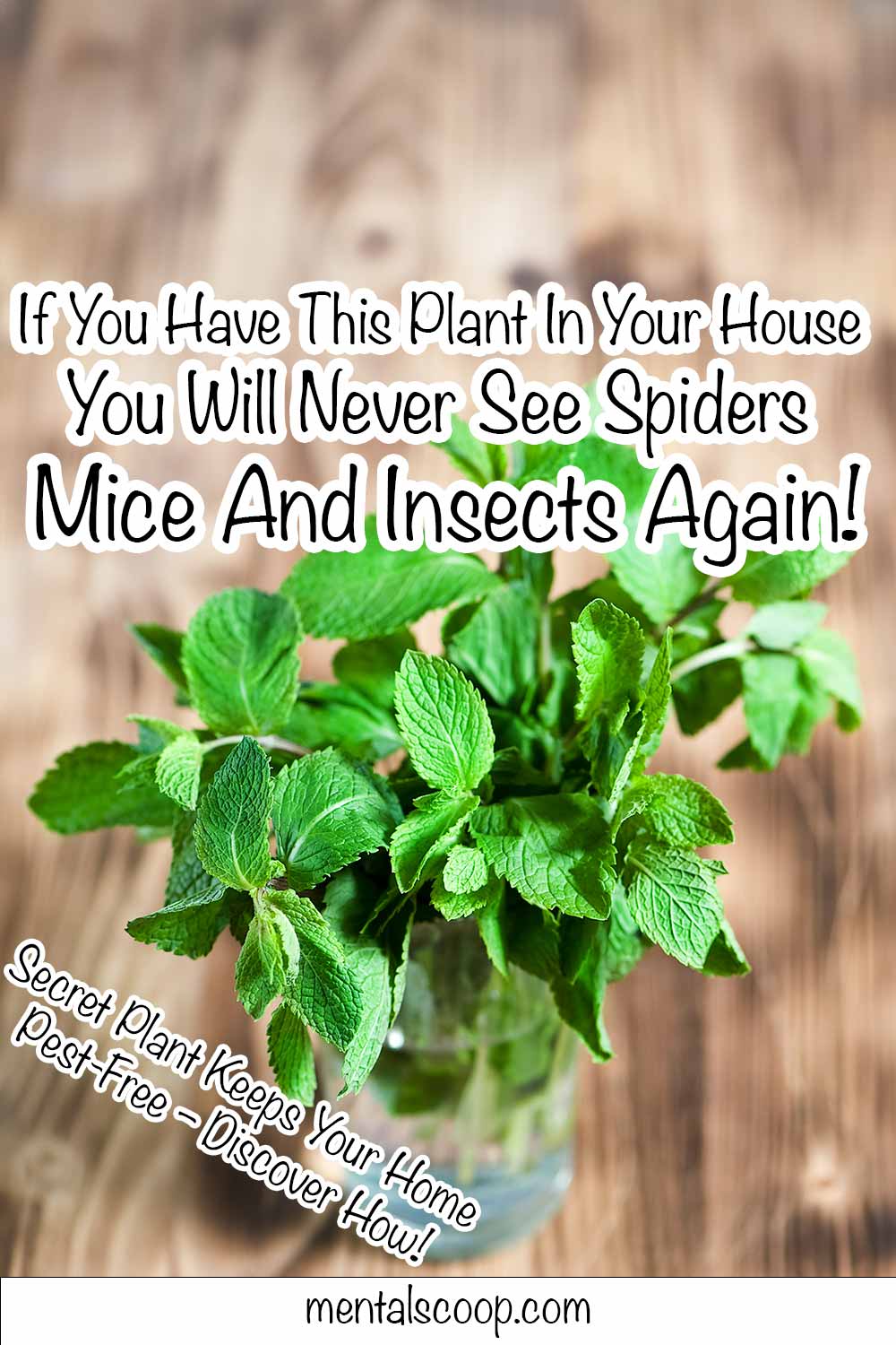 If You Have This Plant In Your House You Will Never See Spiders, Mice ...