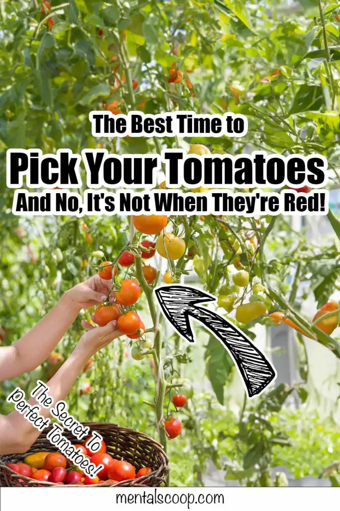 The Best Time to Pick Your Tomatoes And No, It's Not When They're Red ...