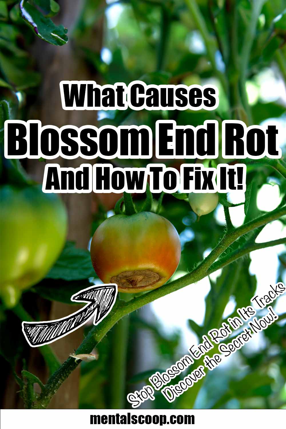 What Causes Blossom End Rot & How To Fix It! - Mental Scoop