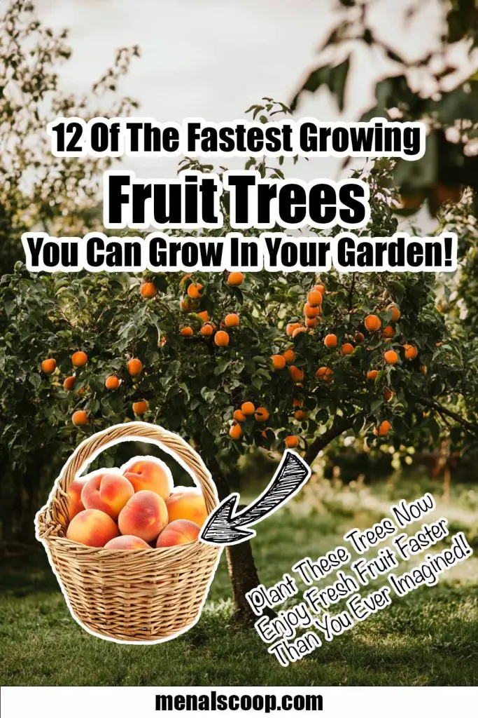 12 Of The Fastest Growing Fruit Trees You Can Grow In Your Garden ...