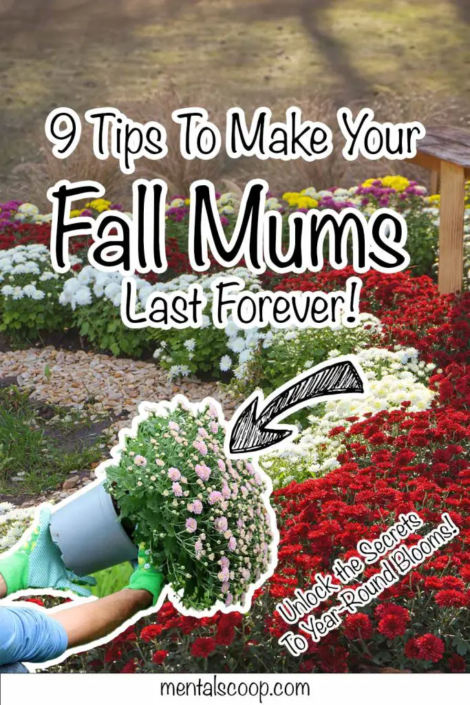 9 Tips To Make Your Fall Mums Last Forever! - Mental Scoop
