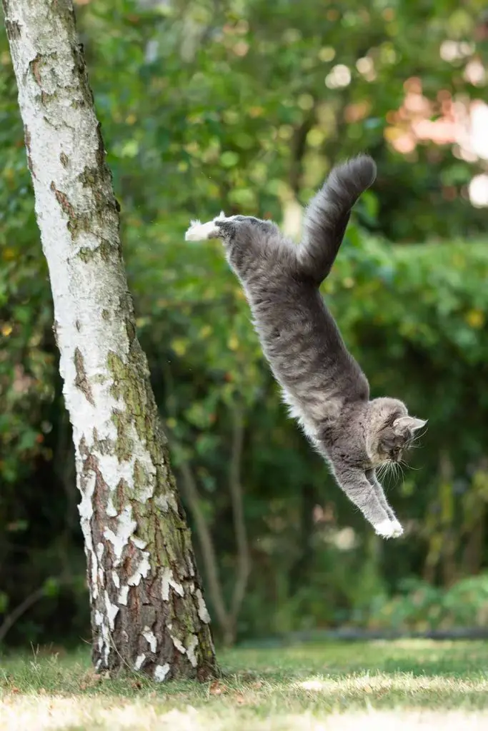 The Real Reason Why Cats Always Land On Their Feet! - Mental Scoop