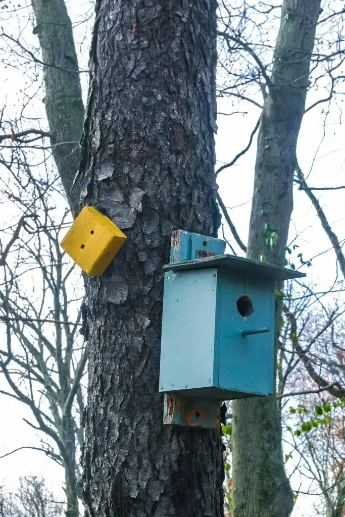 Top 6 Birdhouse Colors That Attract Birds! - Mental Scoop