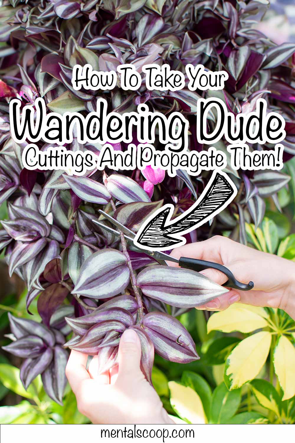 How To Take Your Wandering Dude Cuttings And Propagate Them! - Mental Scoop