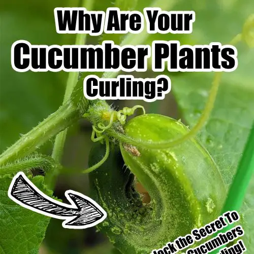 Mental Scoop - Scooping Up Interesting Info From Around The Web