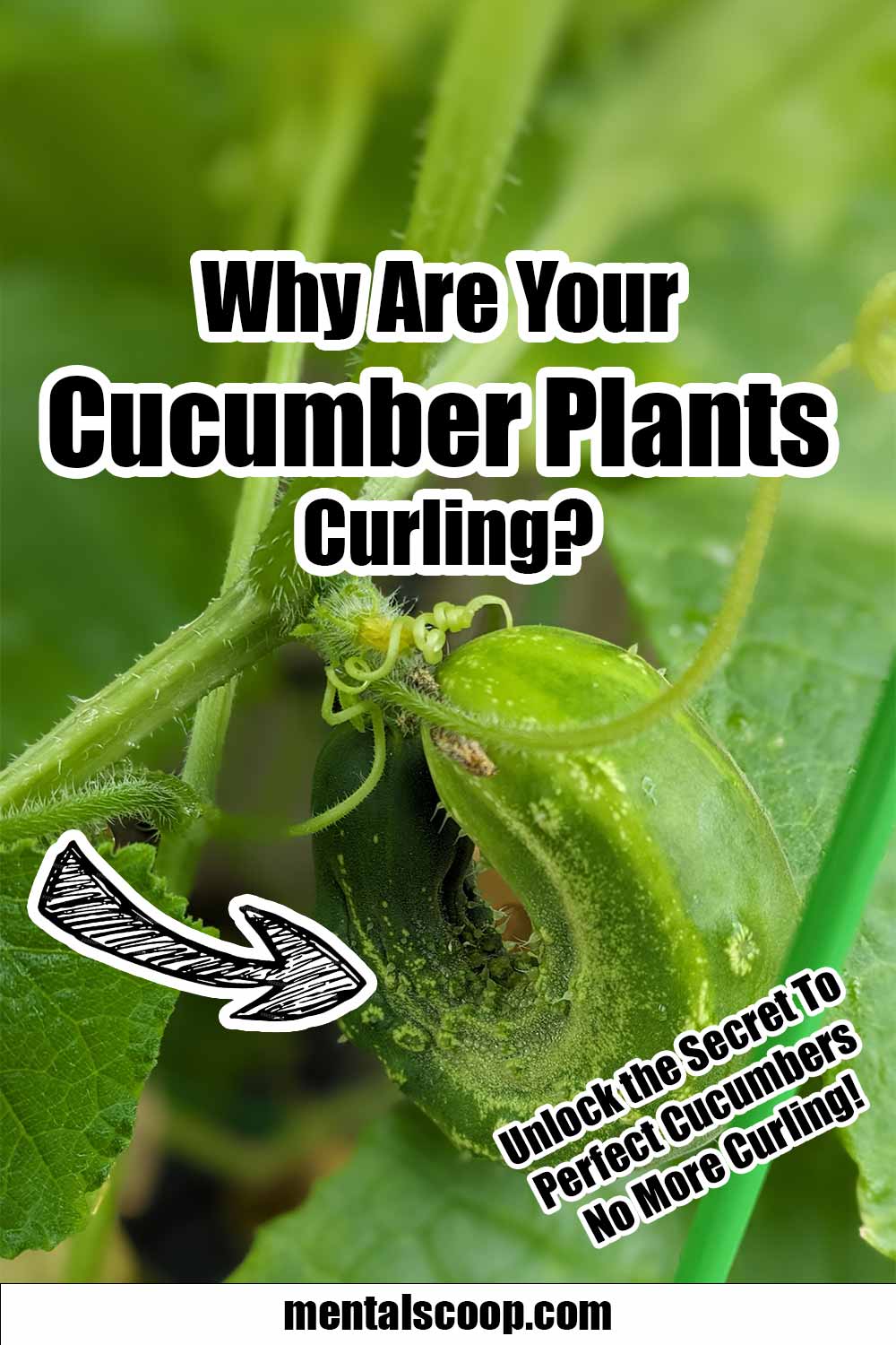 Why Are Your Cucumber Plants Curling? - Mental Scoop