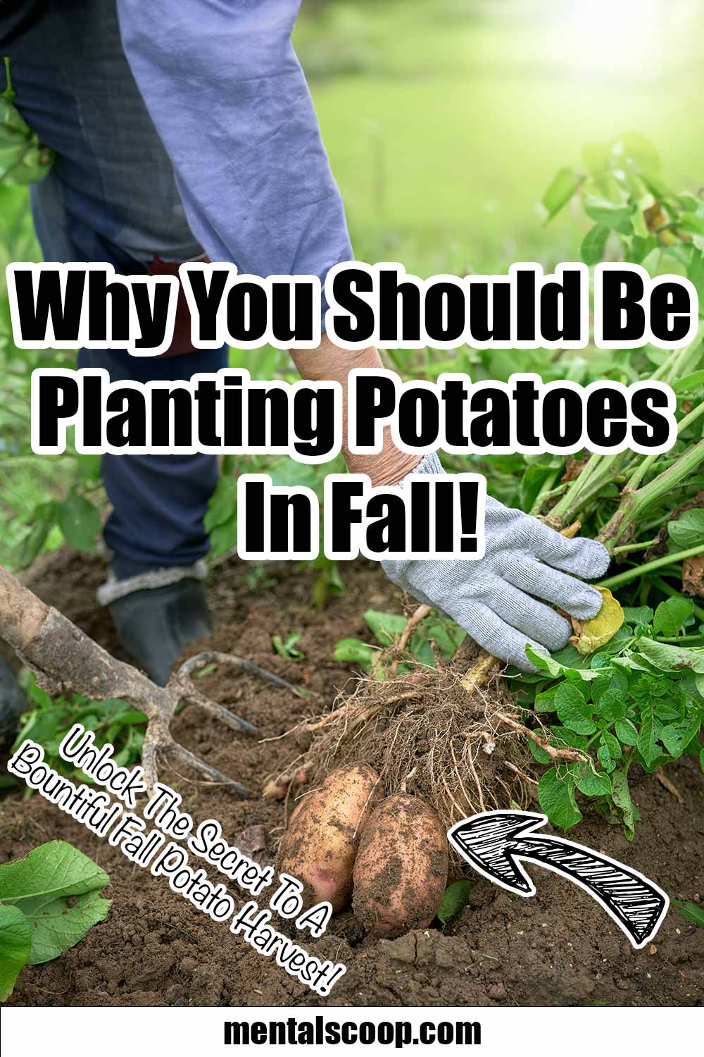 Why You Should Be Planting Potatoes In Fall! - Mental Scoop