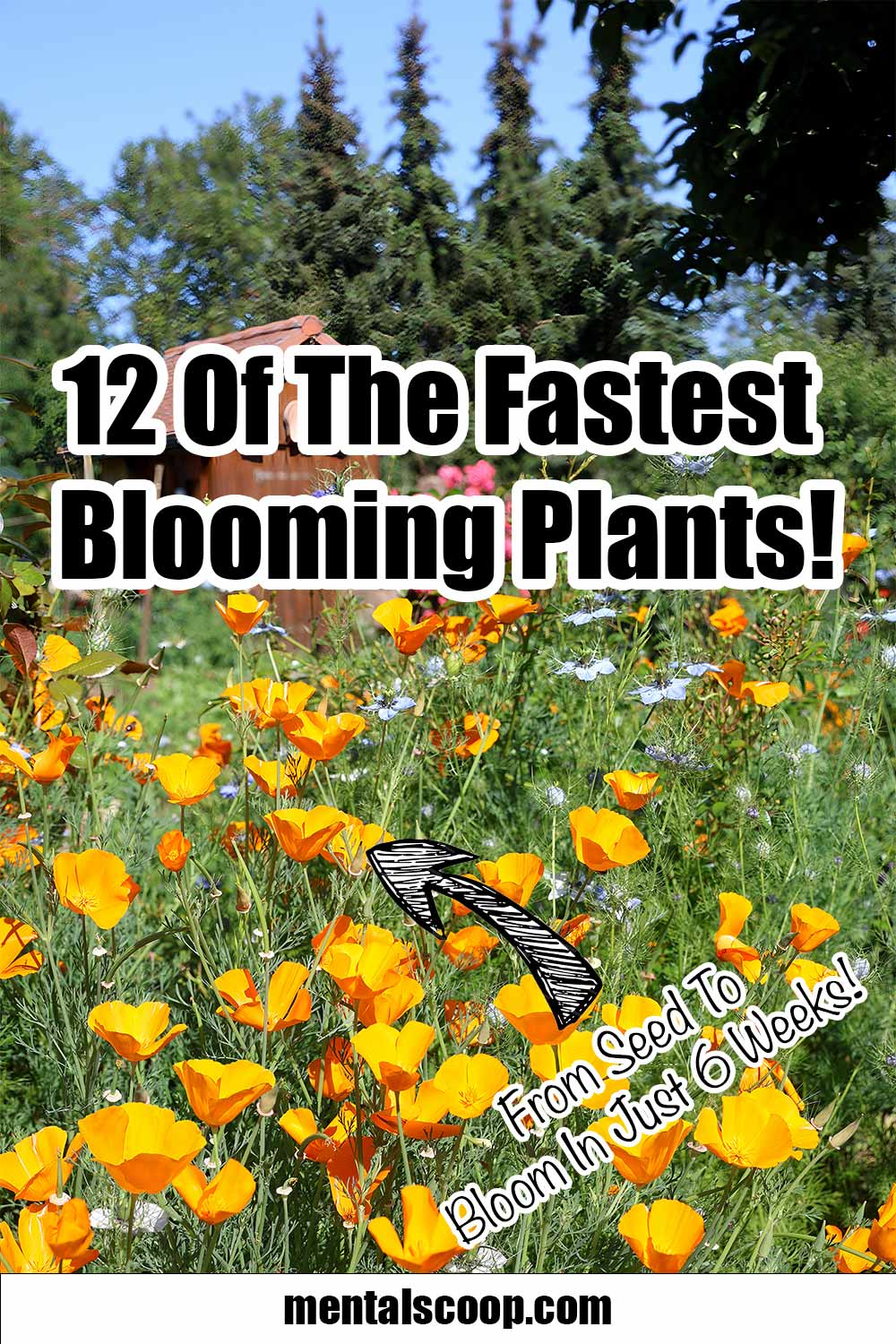 12 Of The Fastest Blooming Plants! - Mental Scoop