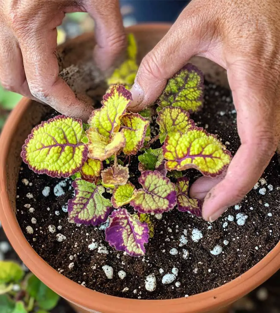 The Secret Tricks For Growing Coleus As A Houseplant! - Mental Scoop