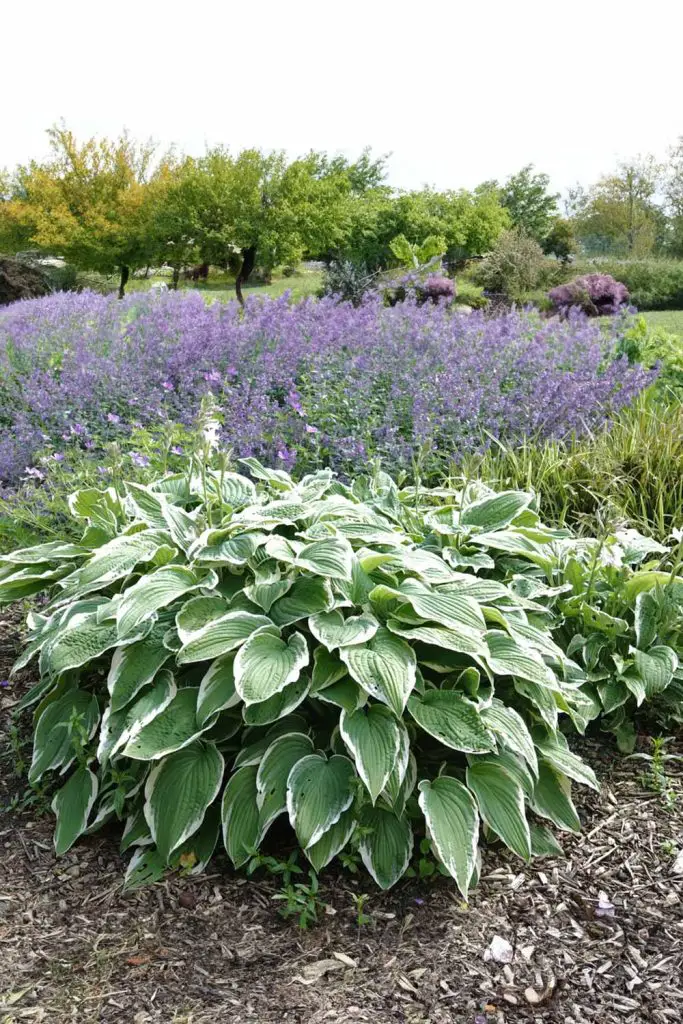 Preparing Your Hostas for Winter: Essential Fall Care Tips - Mental Scoop