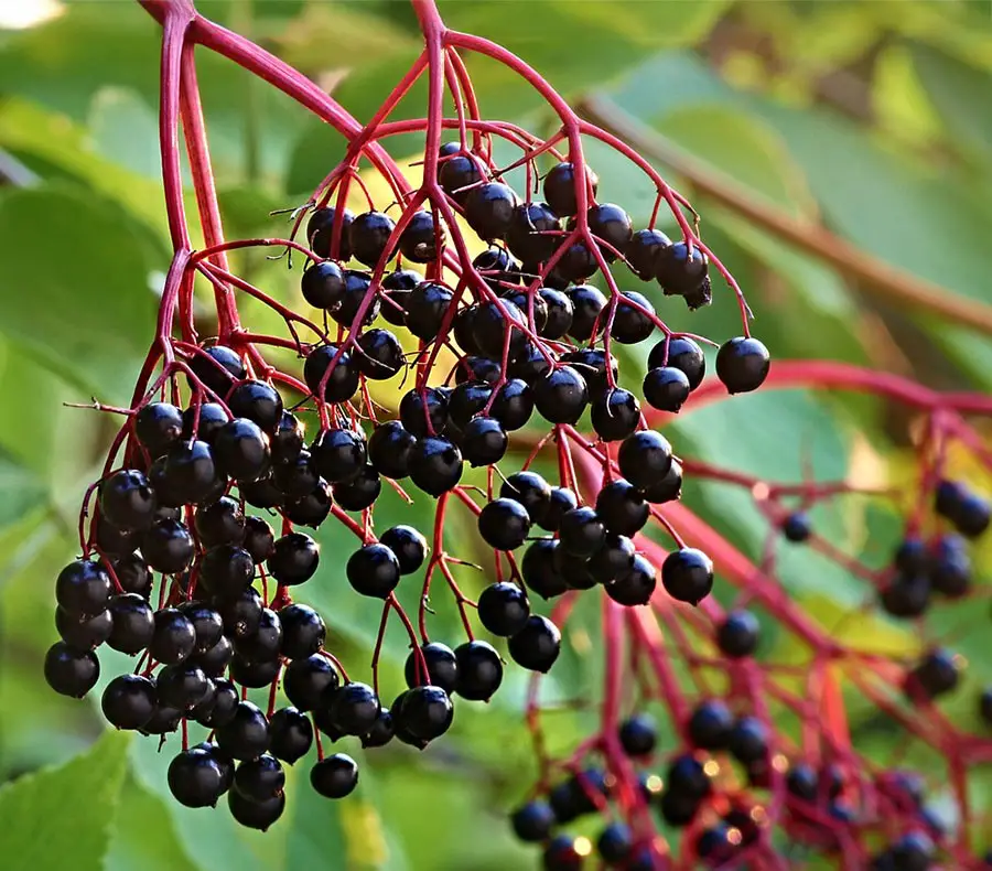 Harvesting Elderberries Made Easy + 9 Recipes For Every Occasion ...