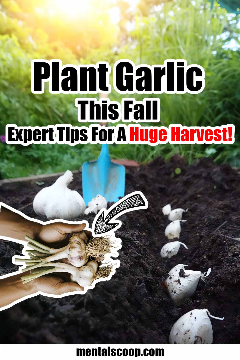Plant Garlic This Fall: Expert Tips For A Huge Harvest! - Mental Scoop