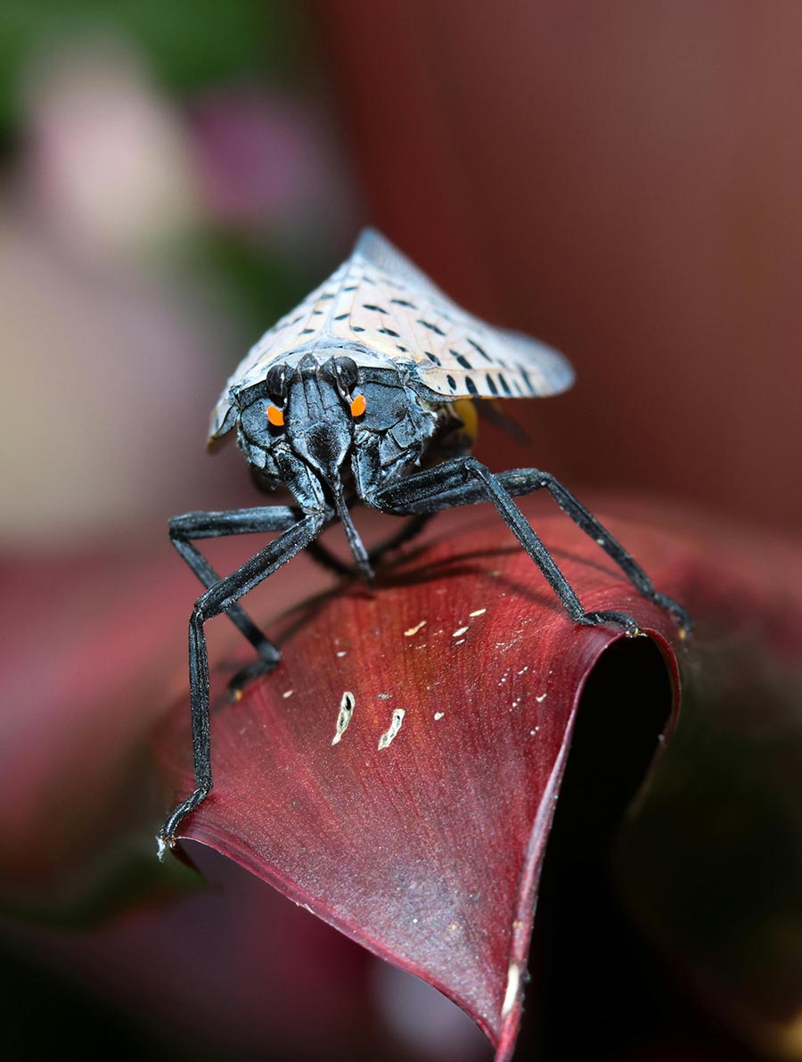 lanternfly-close-up - Mental Scoop